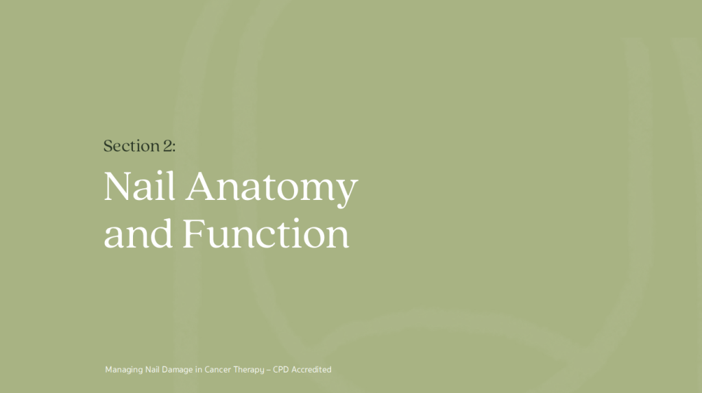 Nail Anatomy and Function - Polybalm